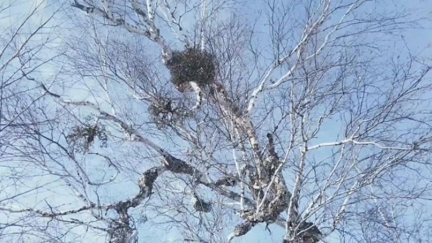 我们东北的白桦树上长着的冻青,原来有这么神奇的功效