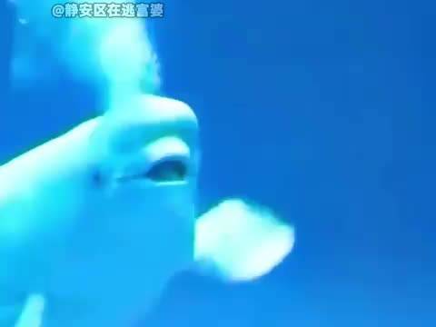 这就是拒绝动物表演的原因之一