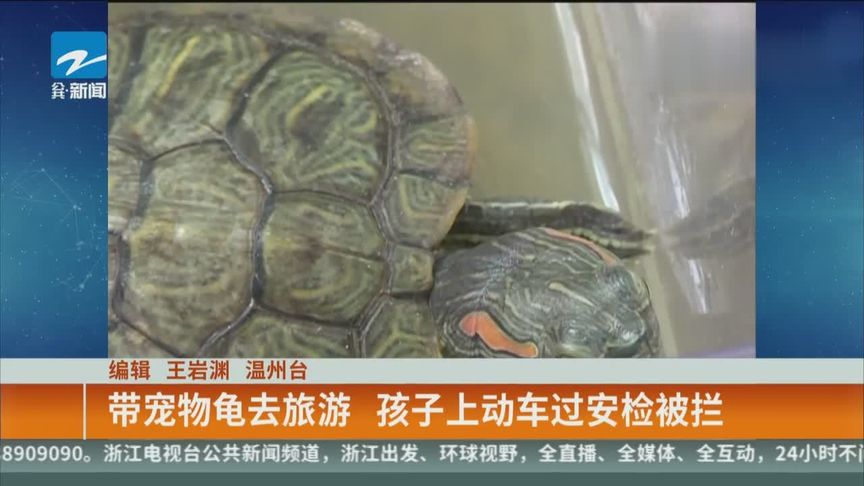 带宠物龟去旅游 孩子上动车过安检被拦