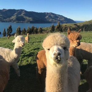 从不爱钱英雄邵 