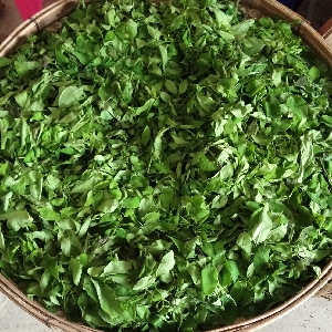 茕小殇 
