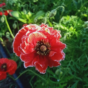 bili_1217942745 