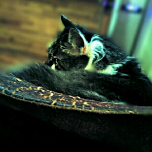 ZireHao 