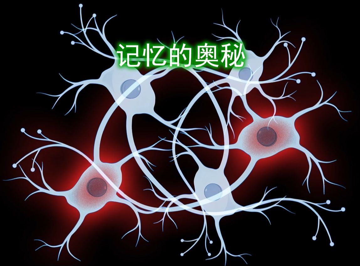 记忆的奥秘
