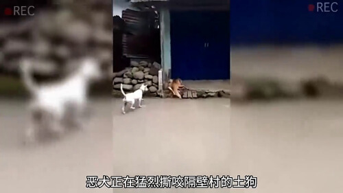 恶犬咬狗,惨不忍睹,狗狗,动物世界