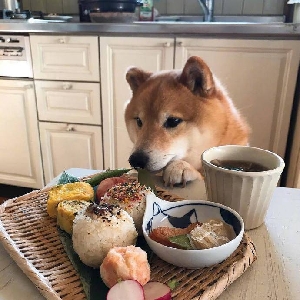 J只是凡人 