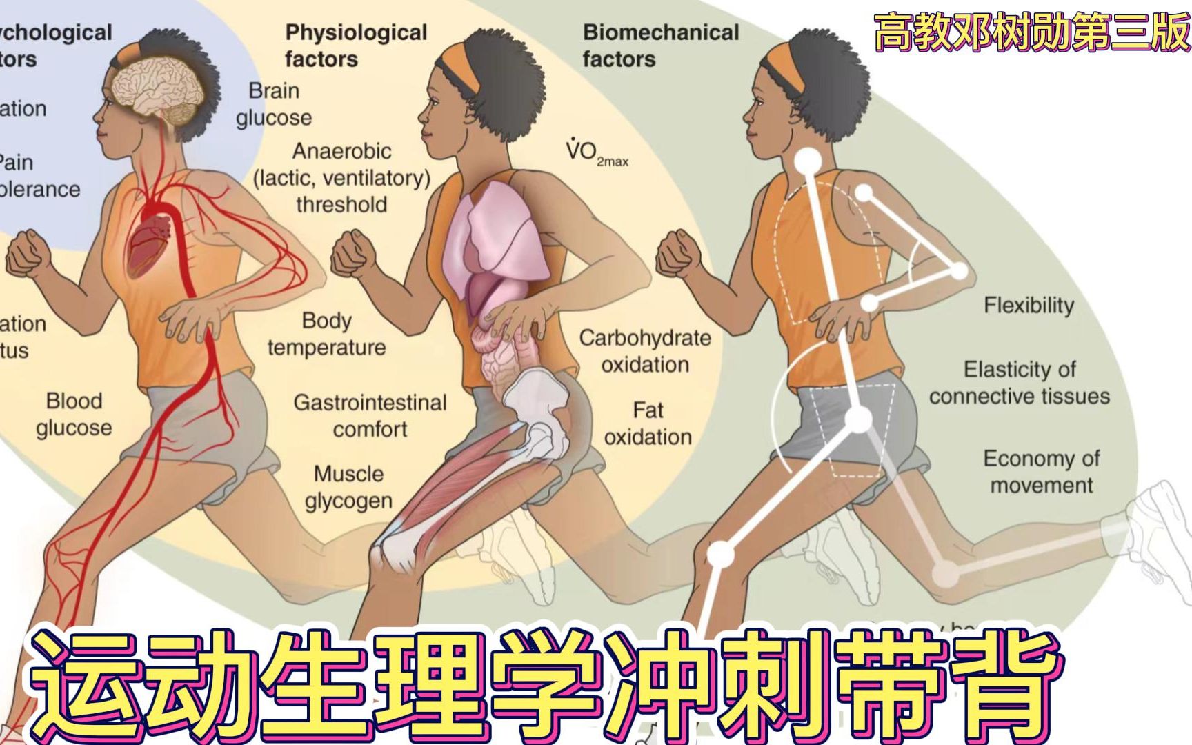 【运动生理学冲刺带背】第八章:运动与心血管