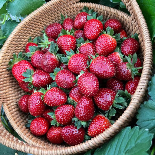 木子喵滴楼顶日常 