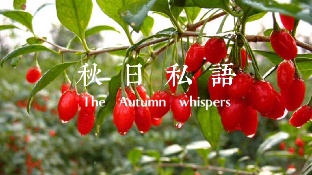 ...在中医治疗肝血不足、肾亏阴虚的眼花夜盲中有奇效,著名的杞菊地黄...