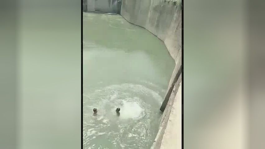 跳水动作一个比一个标准,好好练,说不定下一个世界冠军就是你
