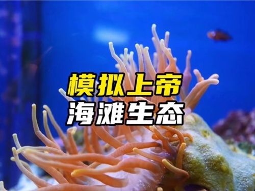 上帝模拟器 用50天的时间来打造一个海滩生态系统