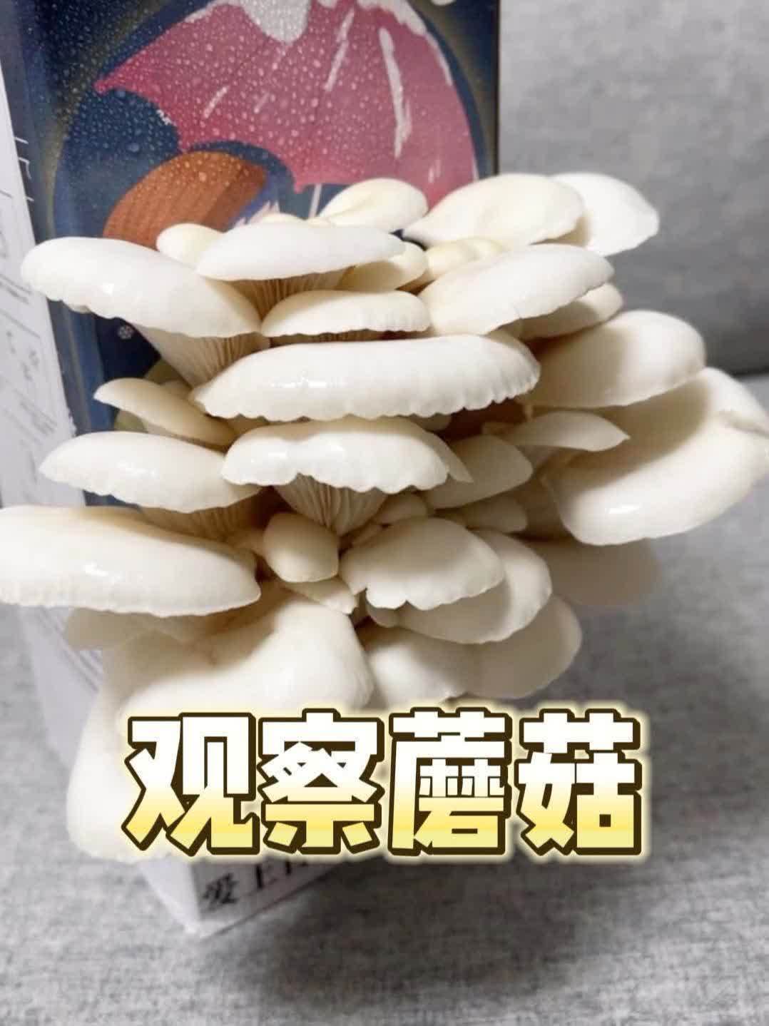 ...能观察生长过程,还能吃到亲自种的蘑菇!#种蘑菇 #观察日记 #植物...
