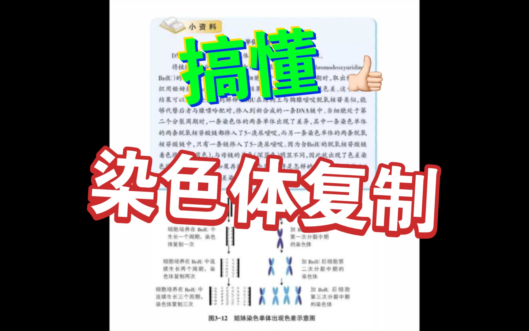 一个视频搞懂染色体复制!