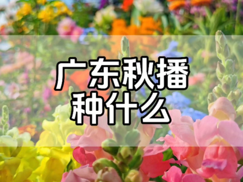 广东秋播想好种什么了吗?