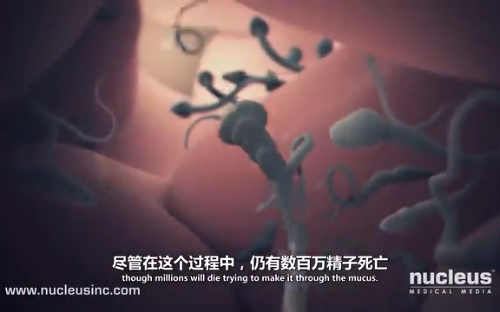 受精作用(中文字幕+中文配音)