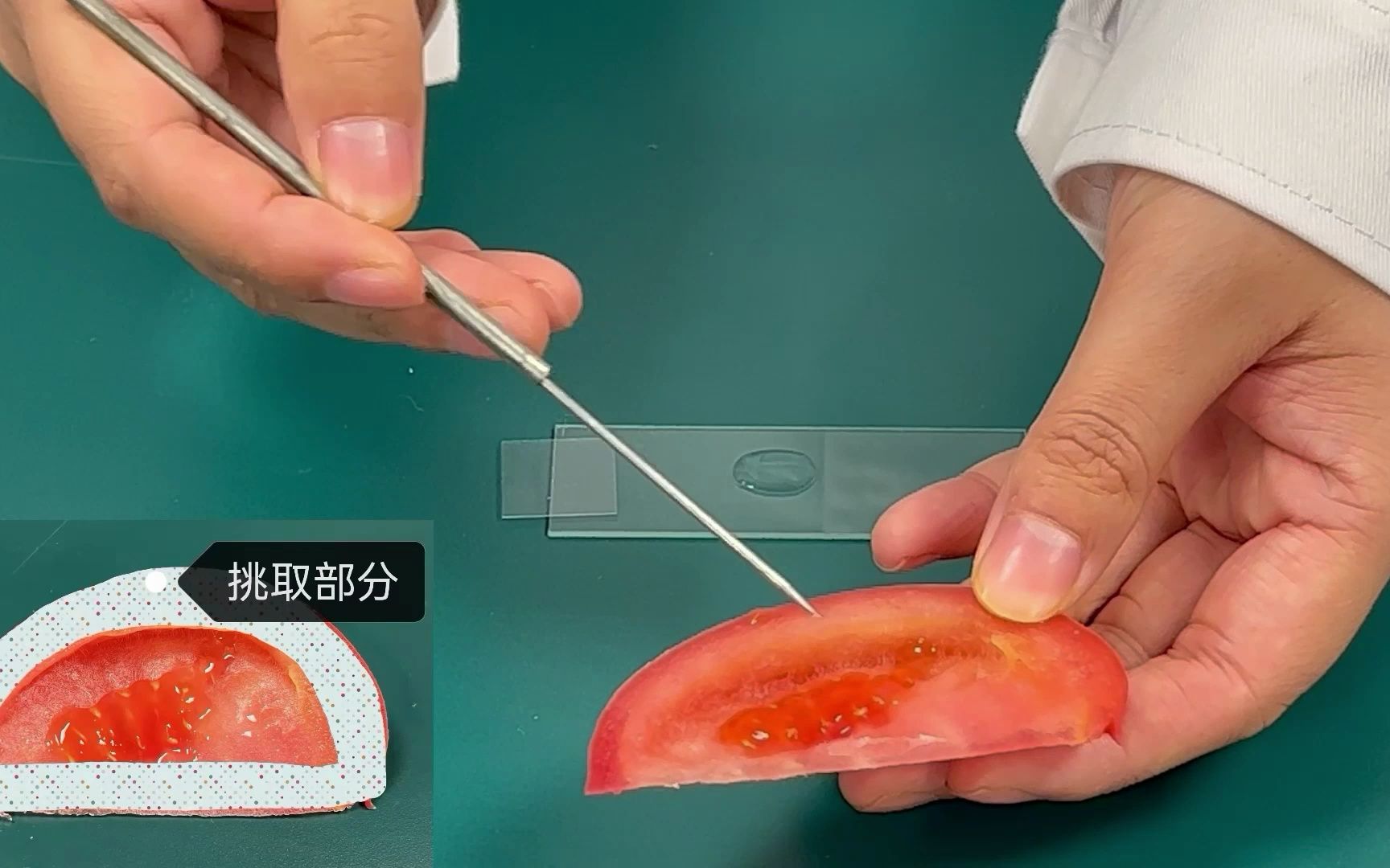 2023年河南中考实验(生物篇)——12. 用显微镜观察番茄果肉细胞