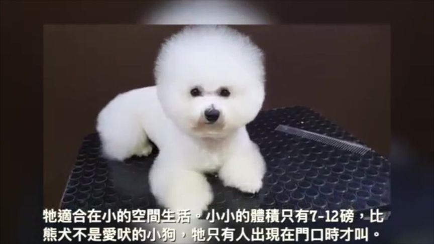 适合城市家庭养的狗狗前十排名,温顺听话性格好