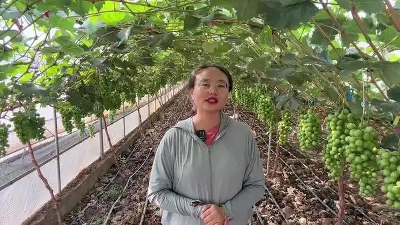 钙镁硼铁锌在葡萄上的作用
