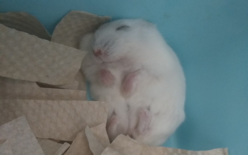 【仓鼠】仓鼠观察日记10