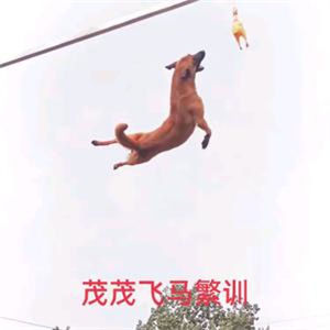 茂茂飞天马犬