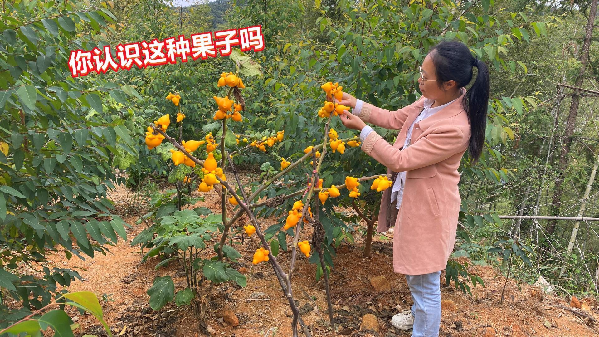 大娘从外地带回一植物种子,结出特殊的果实!