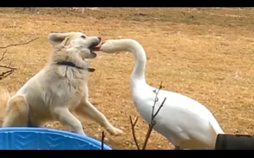 忍住不要笑~2019世界上最搞笑的动物视频#12