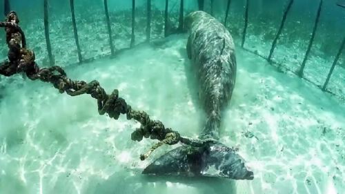 海底发现的种怪事物,大海深处充满了未知