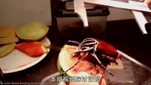 世界上最大的6种昆虫,甚至连史前巨脉蜻蜓也只能屈尊第二!