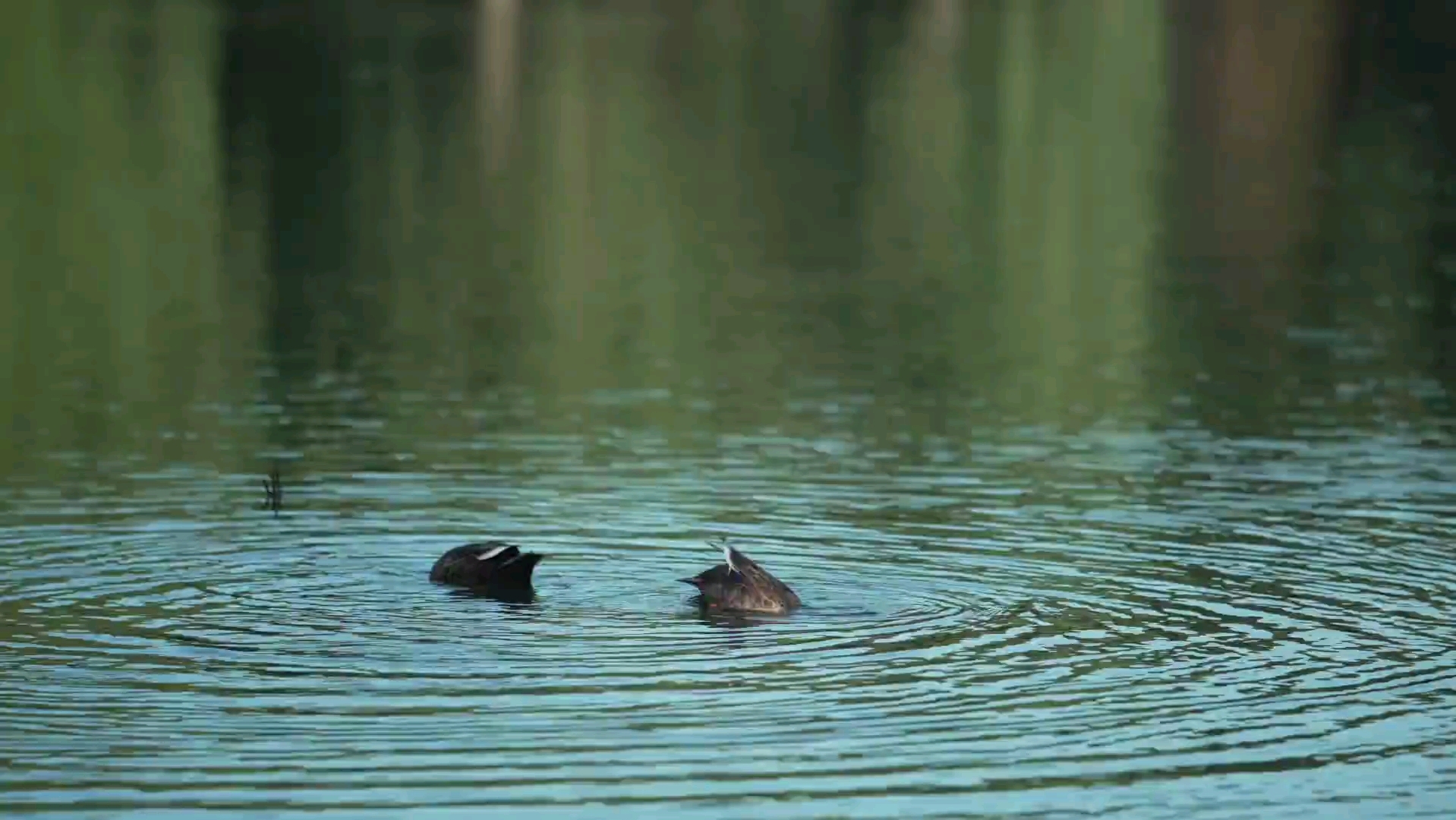 《饮湖上初晴后雨》,苏轼。