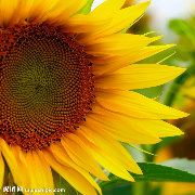 嫩叶商量细细开 