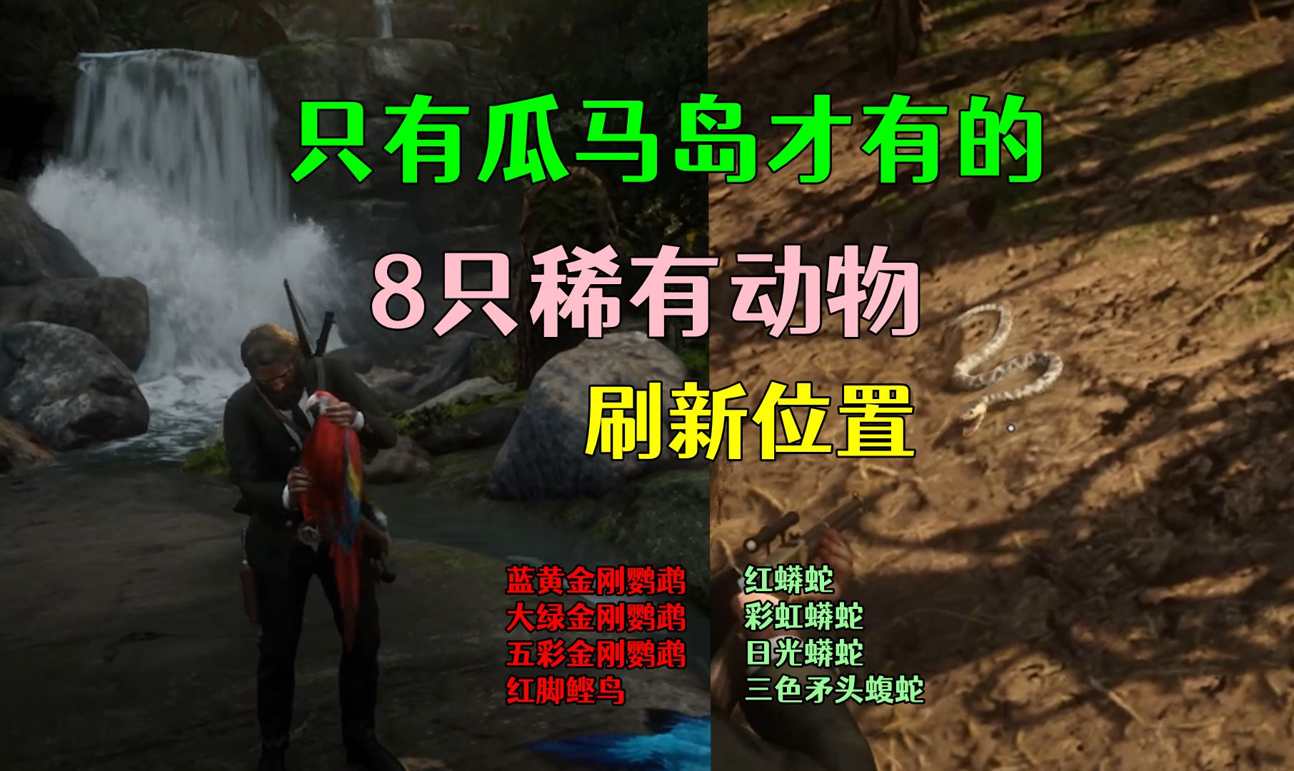 荒野大镖客2 只有瓜玛岛才有的8只稀有动物位置分享_哔哩哔哩bilibili_...