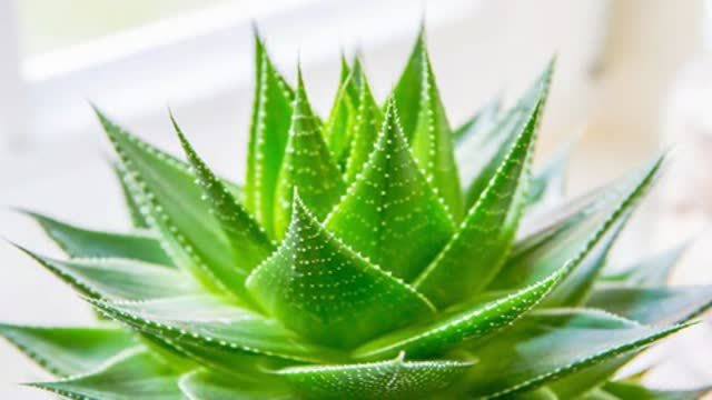 芦荟养殖,就是这么简单,2分钟就能学会