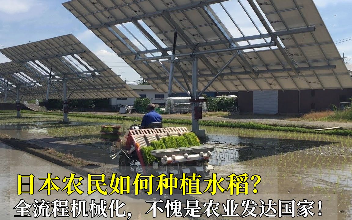 日本农民如何种植水稻?全流程机械化,不愧是农业发达国家!