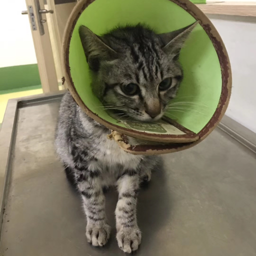 一只普通的狸花猫 