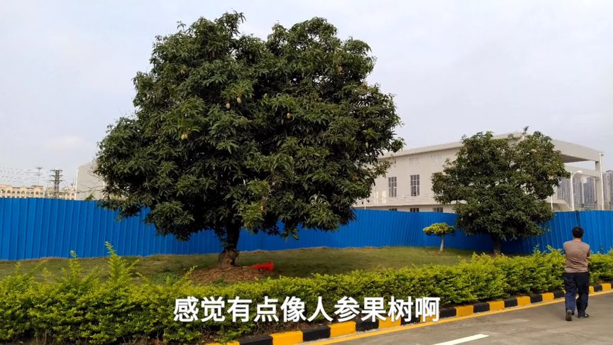 河南小伙第一次来广州,看到满树芒果很是稀奇,原来芒果树长这样