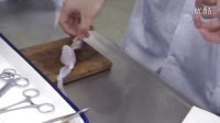 机能实验:蛙离体神经干生物电信号与兴奋性检测