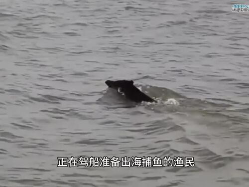 渔民镜头直击:巨型不明生物惊现远海,是未知物种还是深海巨兽?