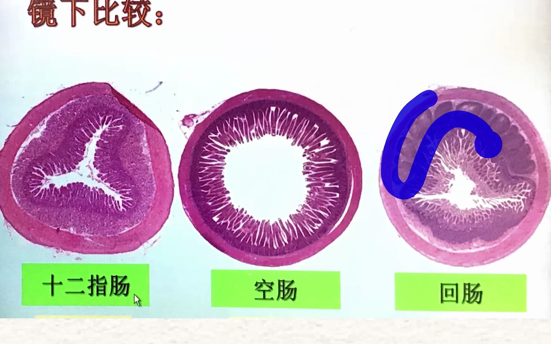 【图解组胚】消化管之小肠大肠:“褶皱绒毛微绒毛””大肠腺小肠腺...