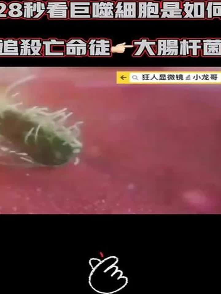 .b>巨噬细胞如何吞噬