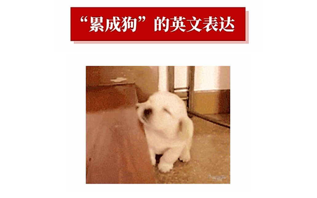 “累成狗”用英文怎么说?