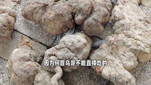 何首乌的正确使用方法揭秘:买到制首乌才是关键,别再花冤枉钱了