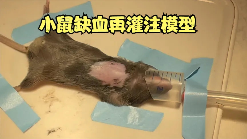 小鼠缺血再灌注模型-转载