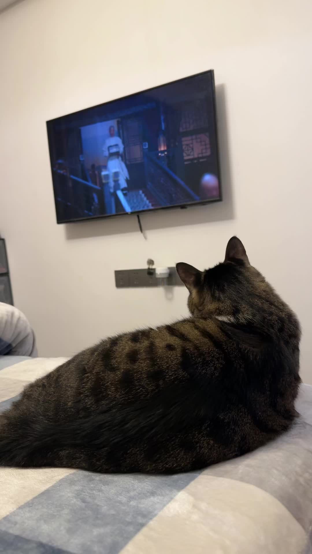 爱看电视的猫,大生意人,昨天不在家,猫猫很着急看电视哦#猫咪视频 #...