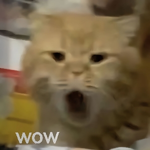 好想骑小电驴兜风 