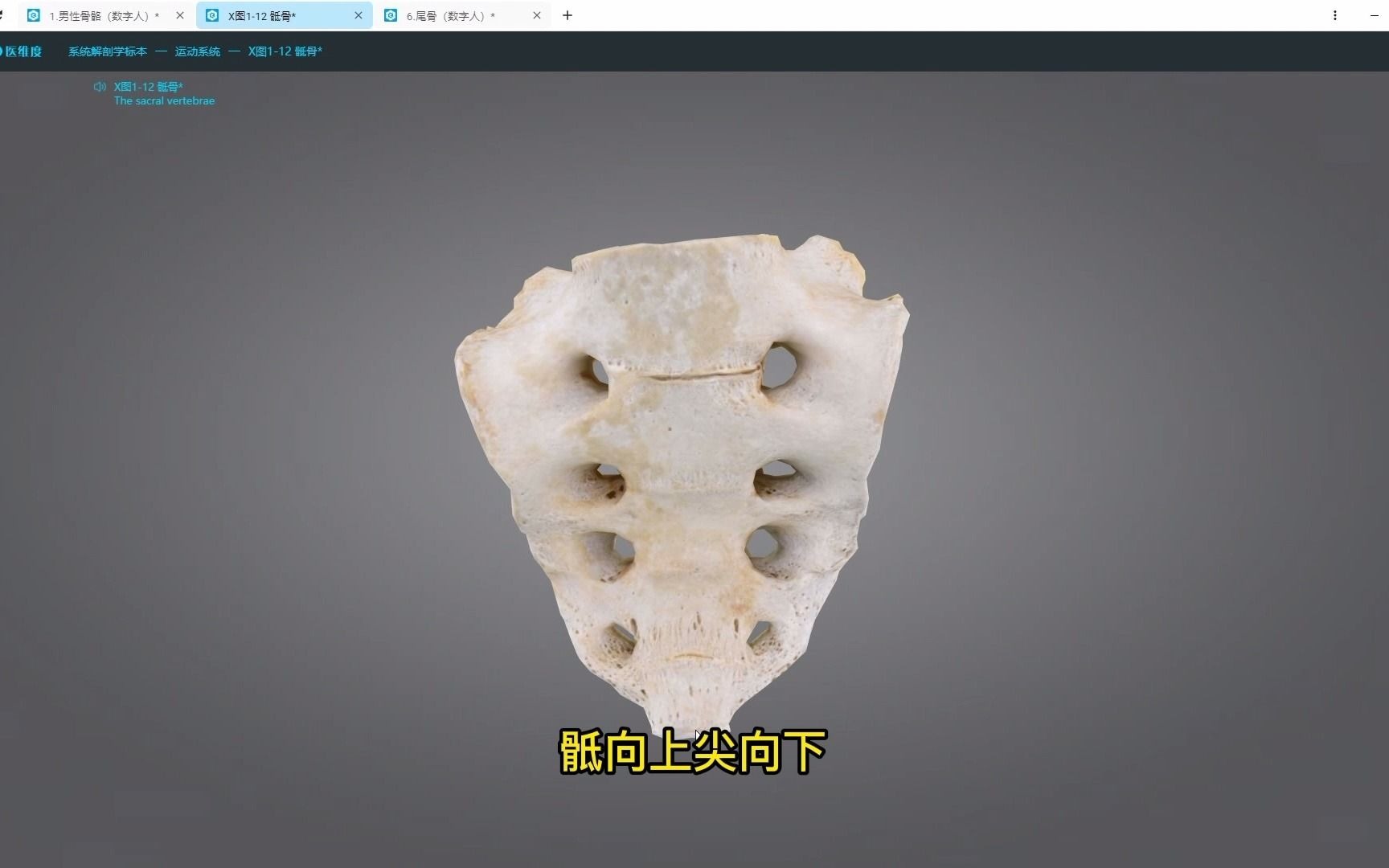 【医维度解剖app】骶骨和尾骨特点