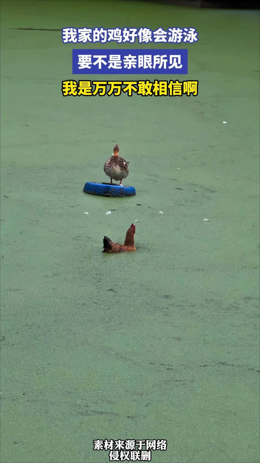 我家的鸡好像会游泳 要不是亲眼所见,我是万万不敢相信啊
