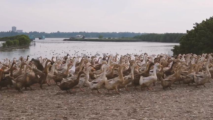 #茂名 珠海审计局精准扶贫项目——电白海丰村「蛋美人」海鸭蛋