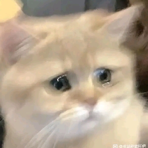 森涵不出金 