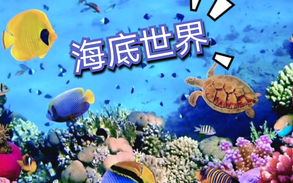 【小艺术家】课程分享:海底世界