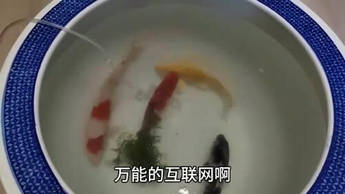 新手必看!轻松打造治愈鱼缸,享受慢生活养鱼乐趣